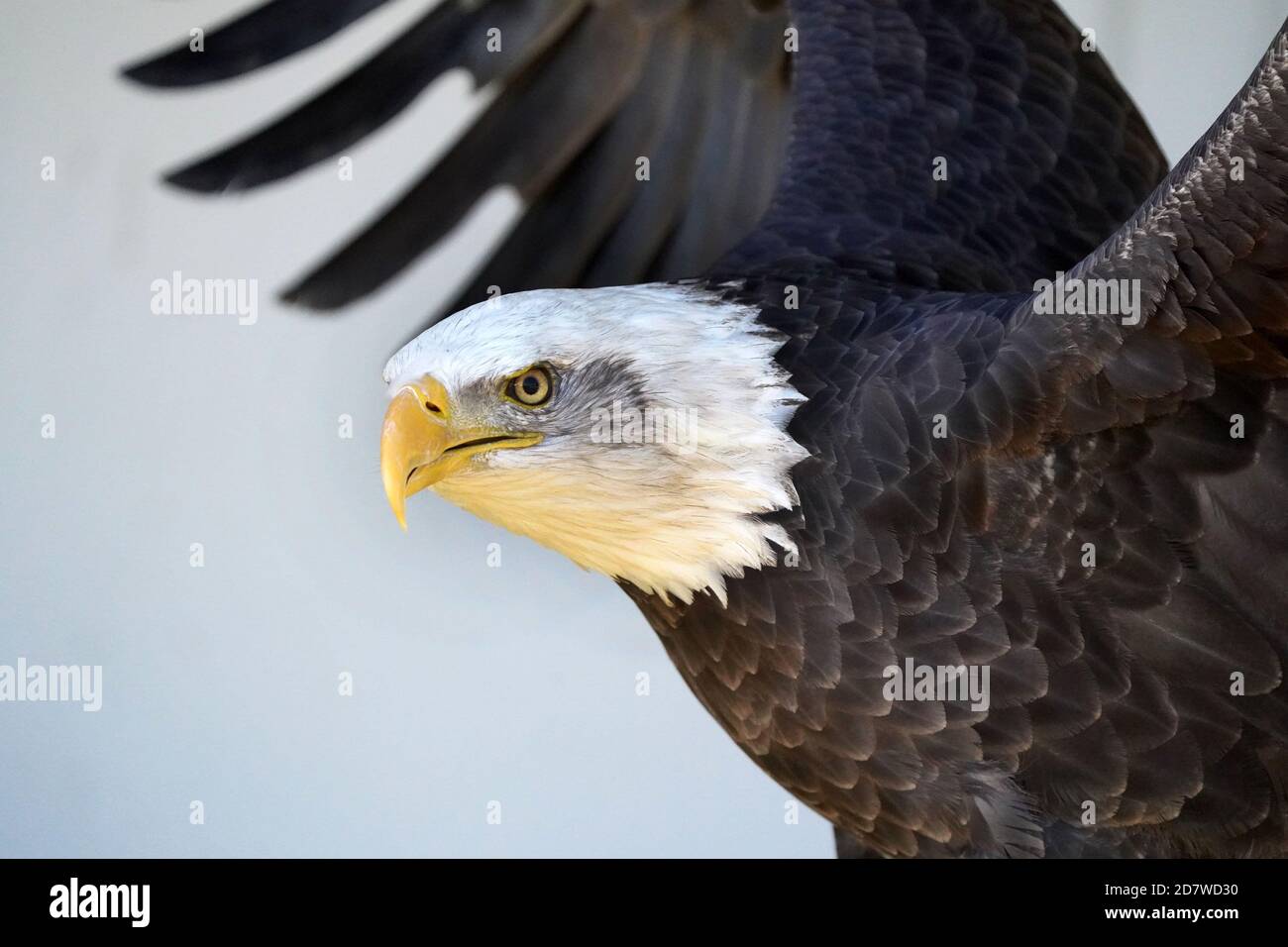 Bald Eagle Closeup Stock Photo - Alamy