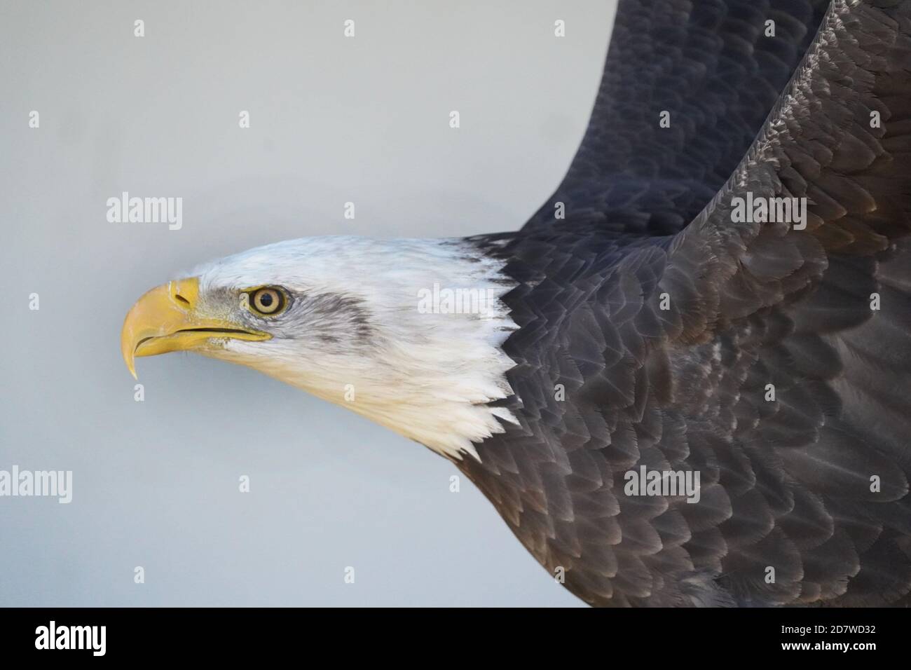 Bald Eagle Closeup Stock Photo - Alamy