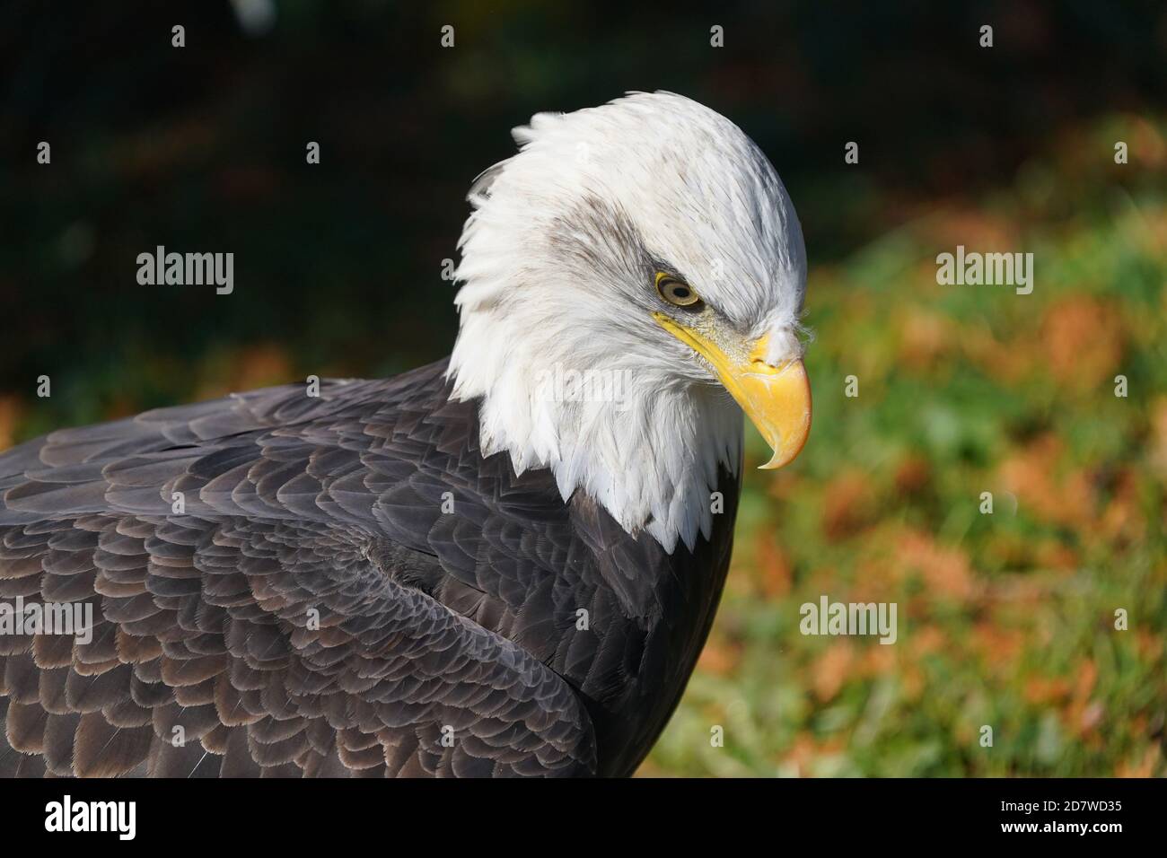 Bald Eagle Closeup Stock Photo - Alamy
