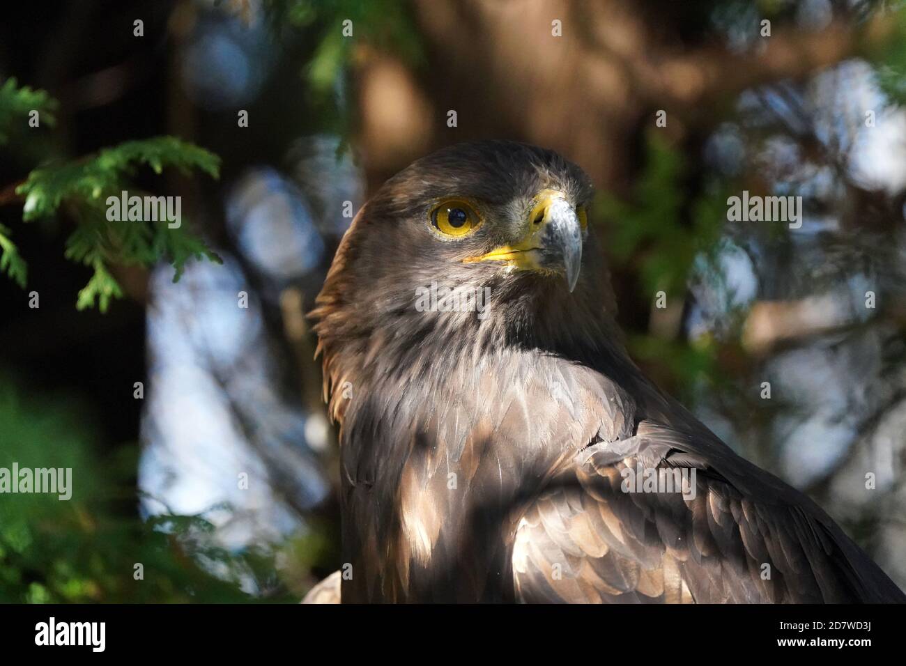 Golden Eagle closeup Stock Photo - Alamy