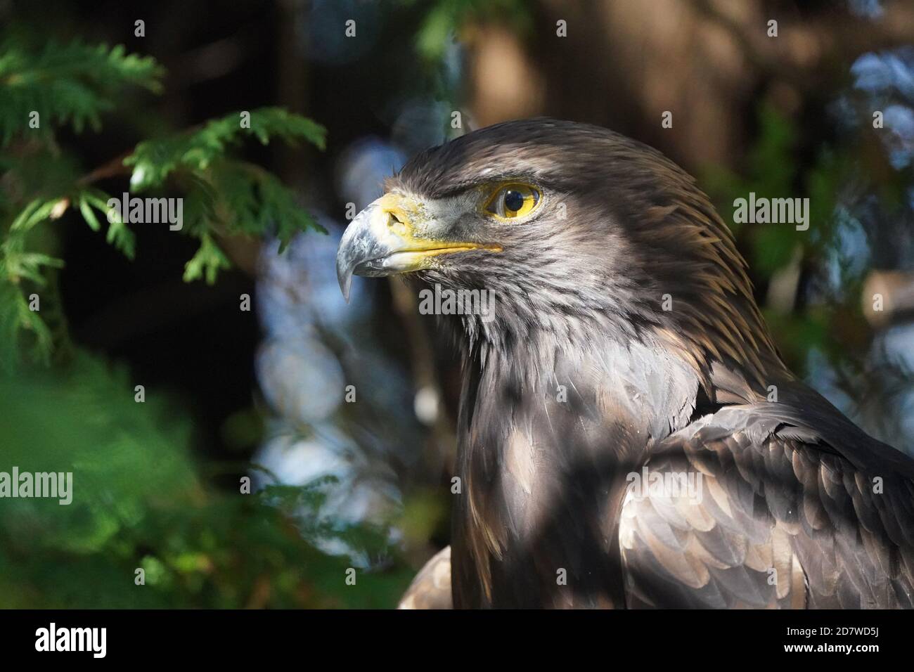 Golden Eagle closeup Stock Photo - Alamy
