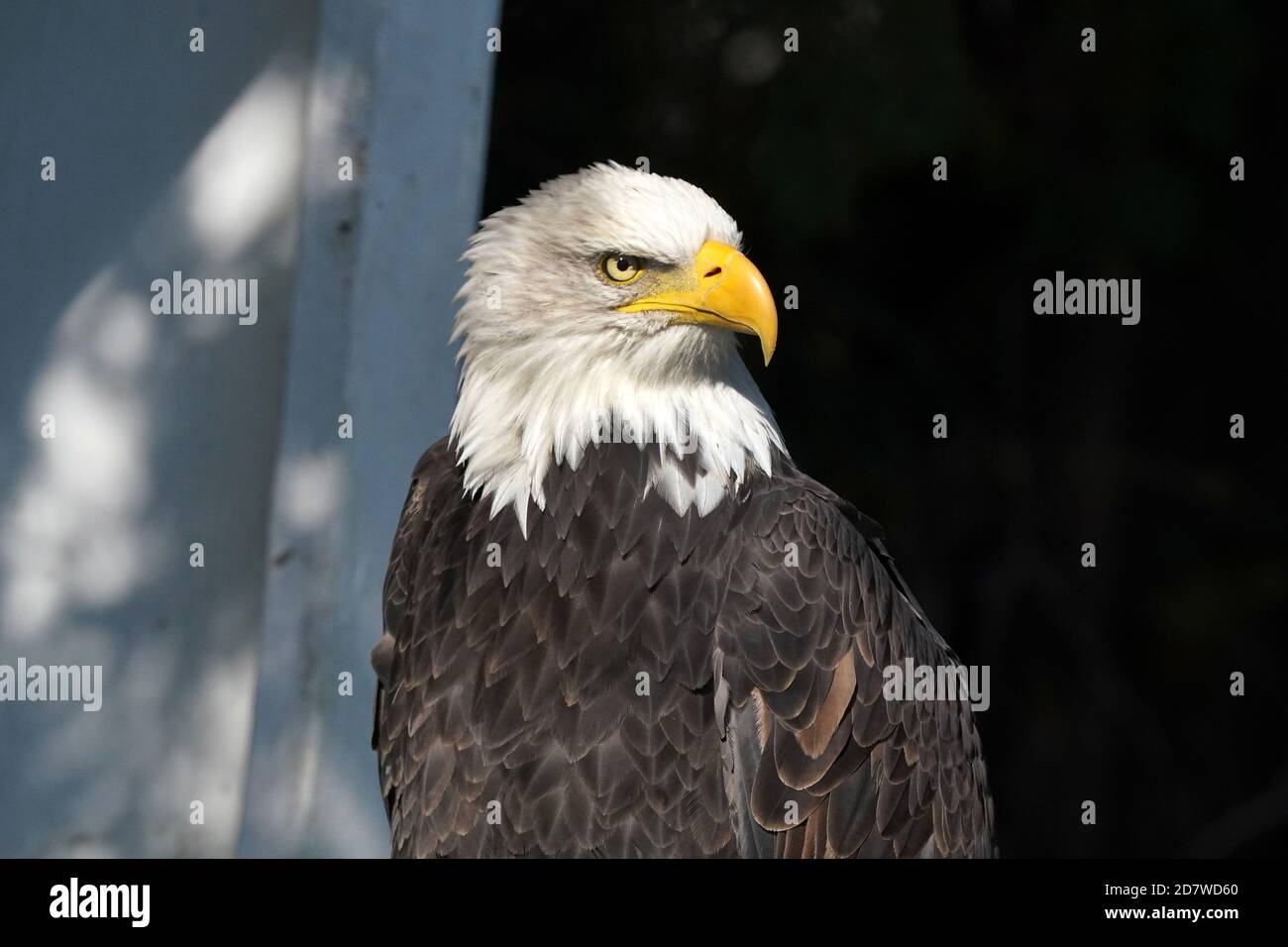 Bald Eagle Closeup Stock Photo - Alamy