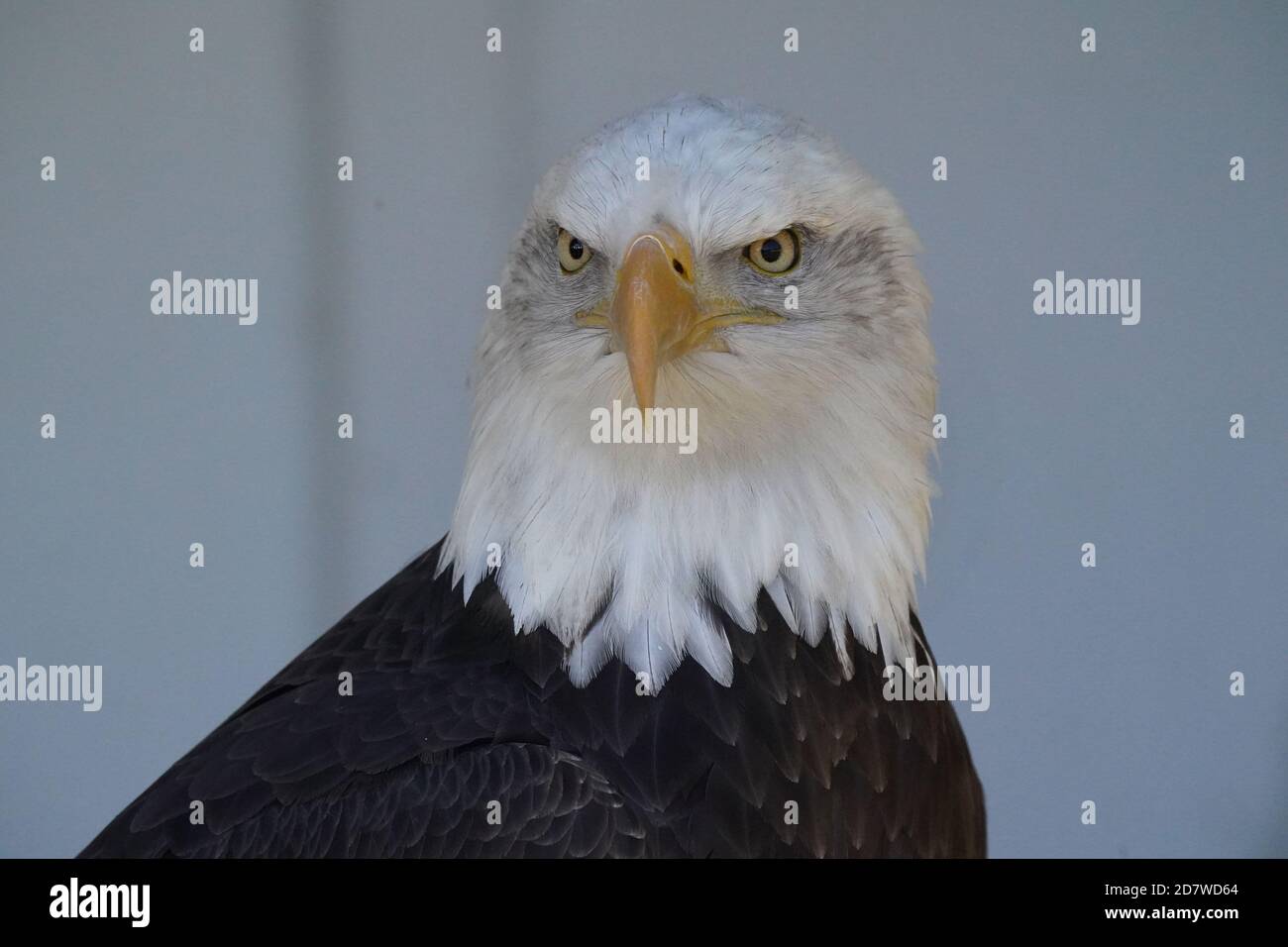Eagle beak work hi-res stock photography and images - Alamy