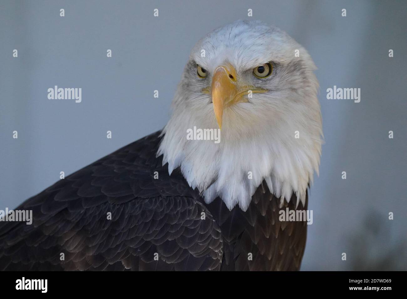 Bald Eagle Closeup Stock Photo - Alamy