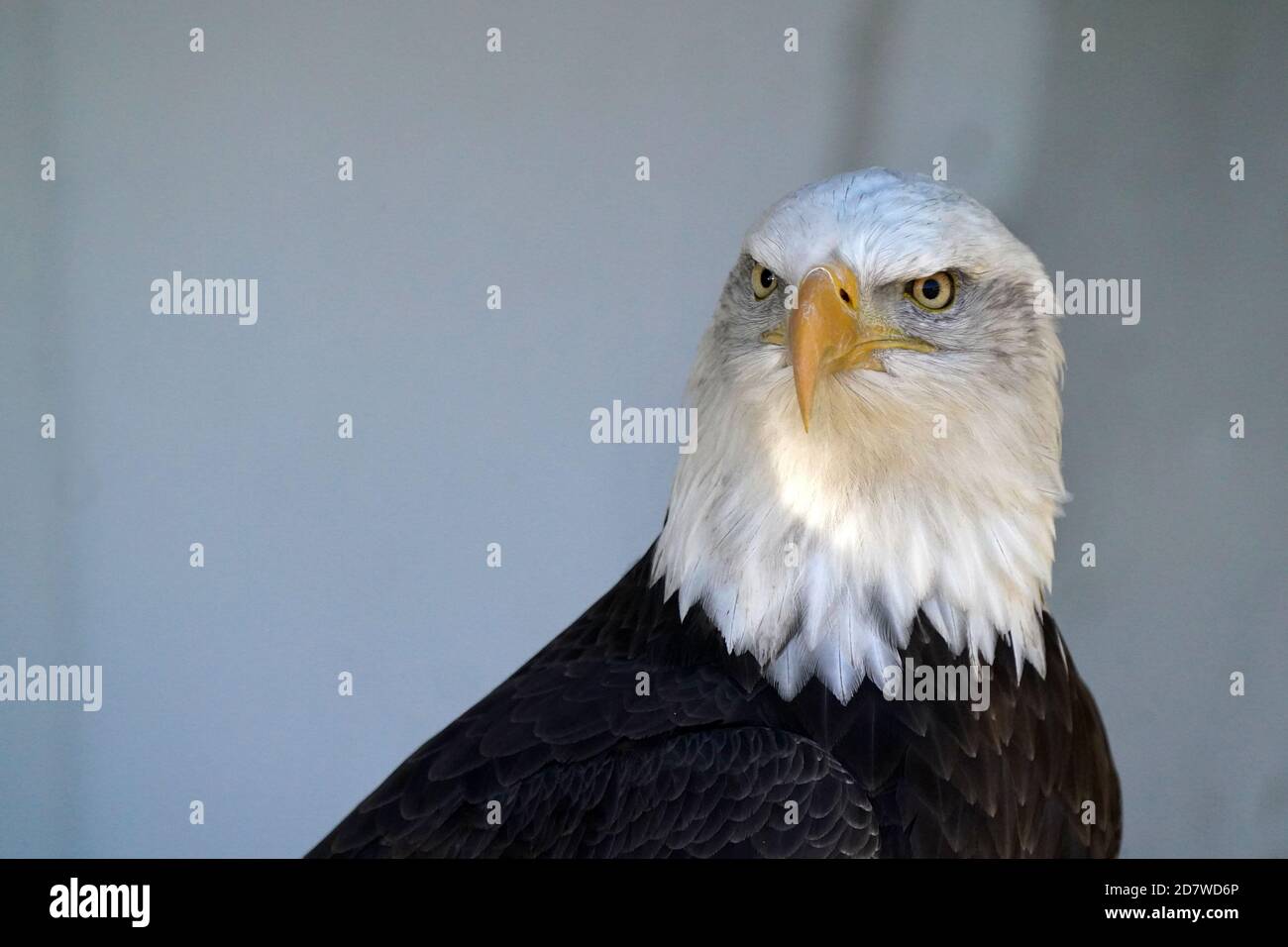 Bald Eagle Closeup Stock Photo - Alamy