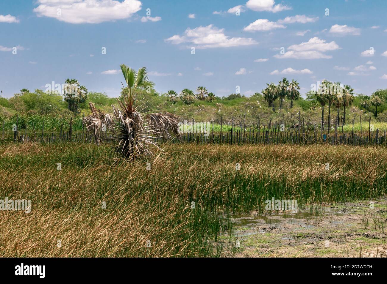 Carnauba is a species of palm tree native to northeastern Brazil Stock ...