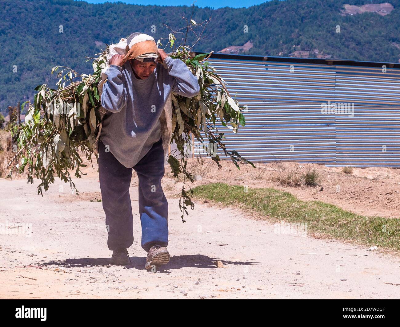 Man carrying load of branches along a dirt road in the Guatemalan ...