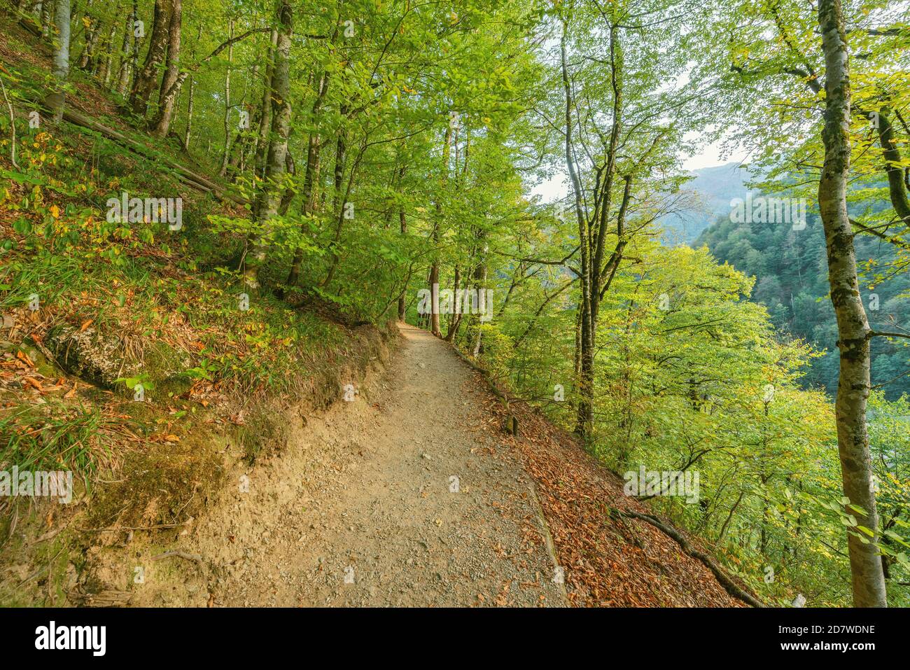 Touristic path in the mountain forest at evening time Stock Photo - Alamy