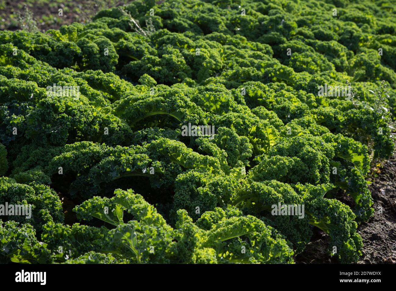 young field of green kale, seasonal food Stock Photo - Alamy