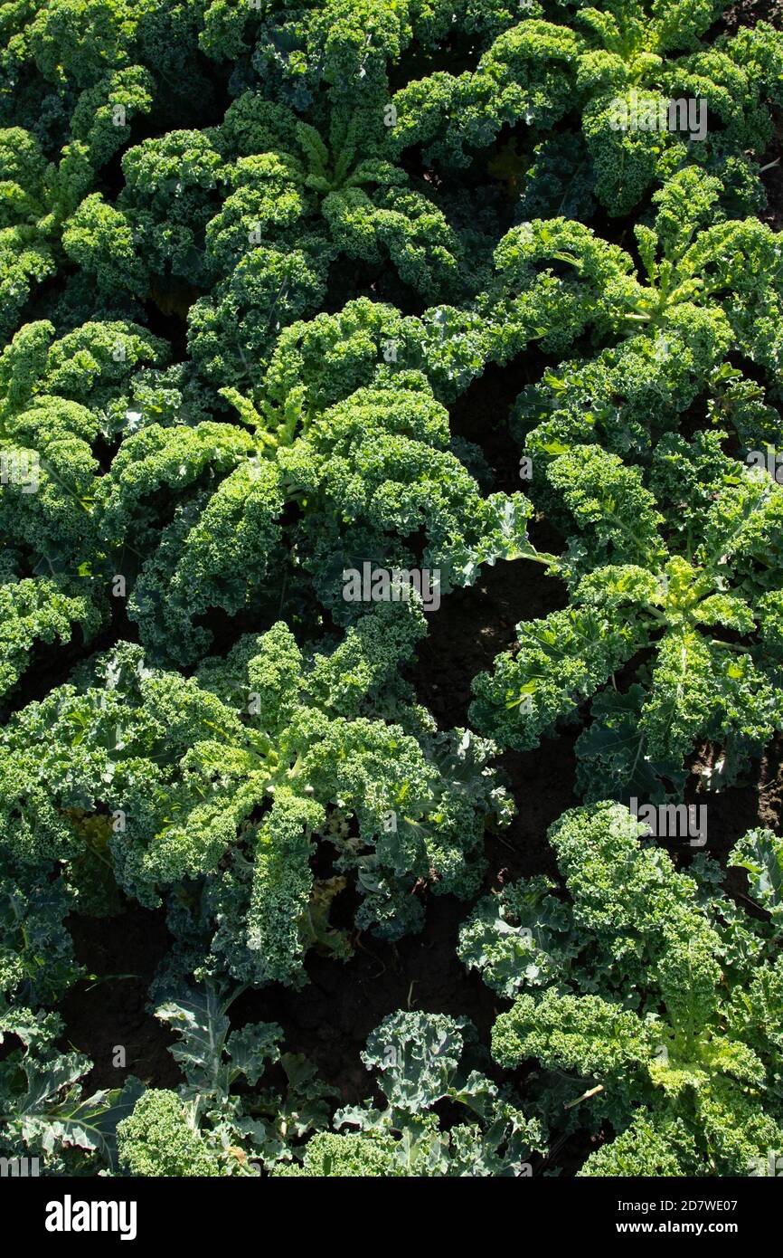 Kale season hi-res stock photography and images - Alamy