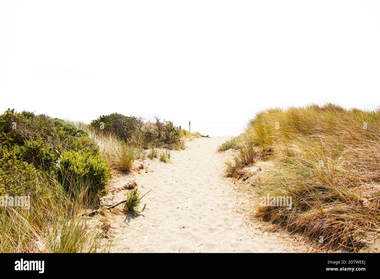 Sandy and natural beach trail lined with grass in Northern California ...