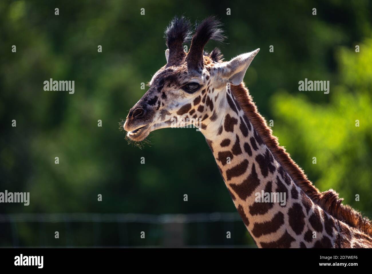 Closeup shot of a giraffe standing on the zoo Stock Photo - Alamy
