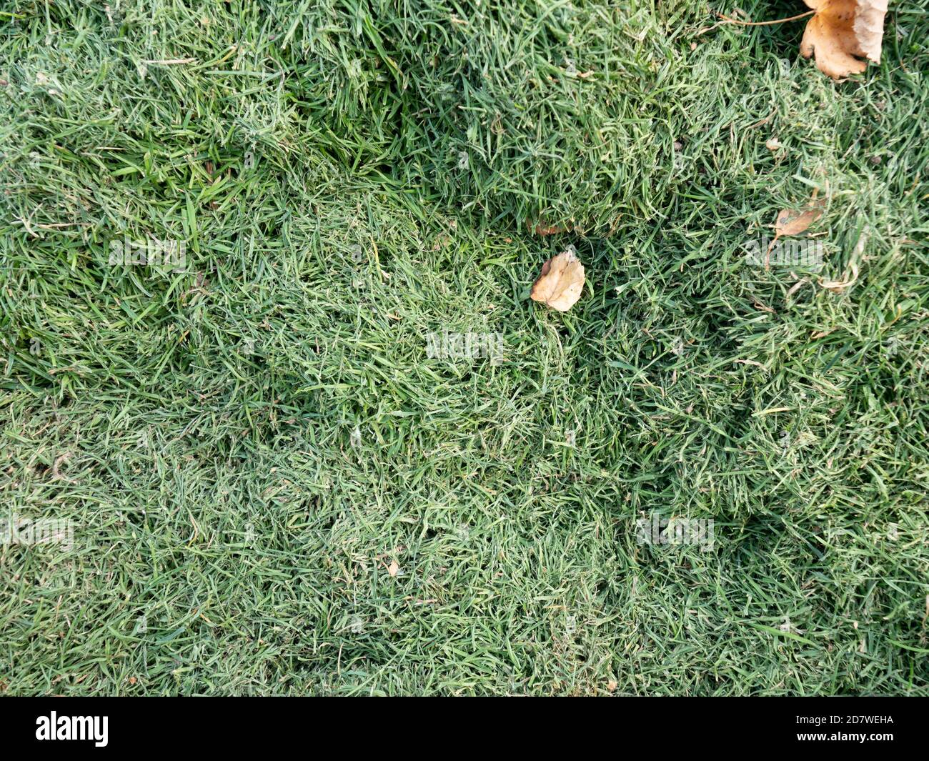Compost pit in the garden, rotten leaves and chopped grass Stock Photo ...