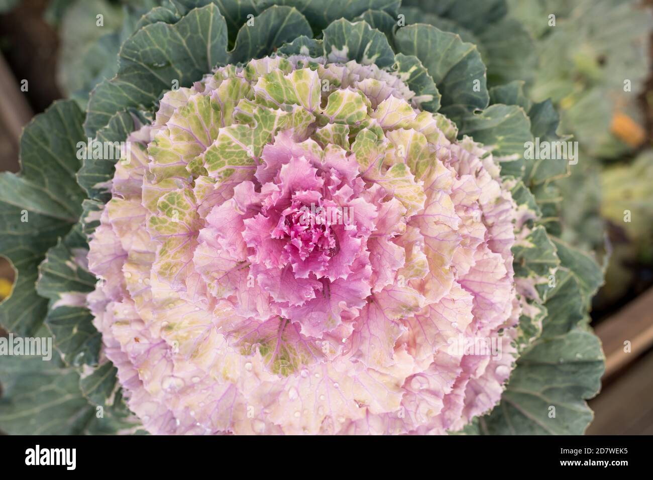 Flowering purple cabbage.Plant of pink and green decorative cabbage ...