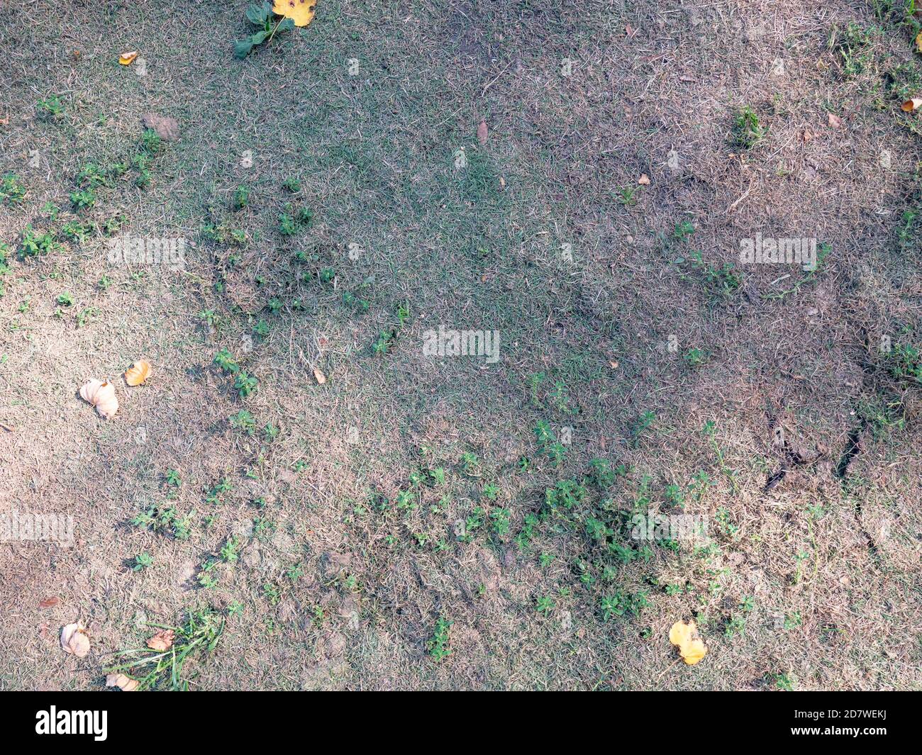 Sun burnt grass. Stalks of dry grass in extreme hot summer. Dryness ...