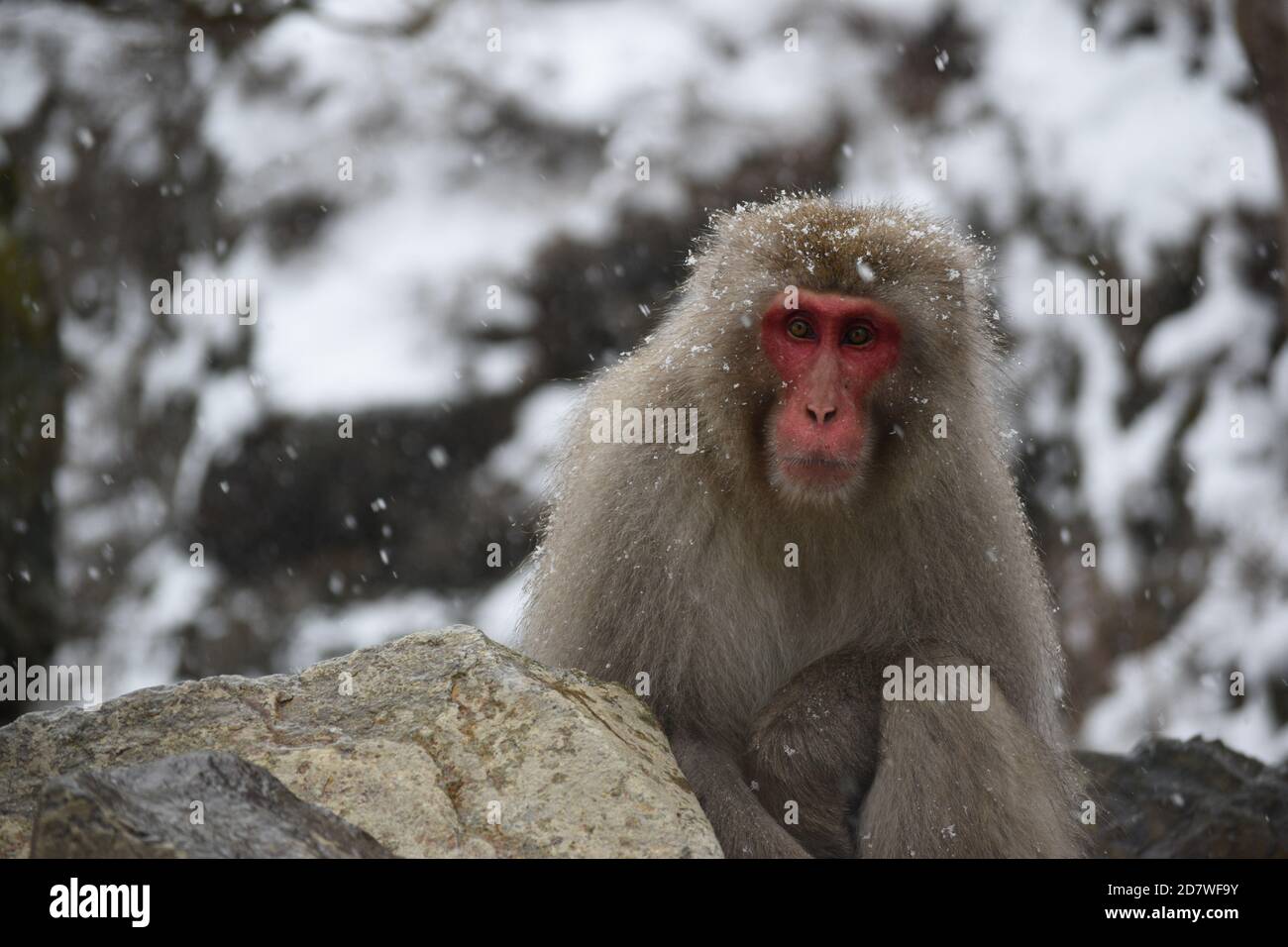 Male Japanese Macaque at Jigokudani Stock Photo - Alamy