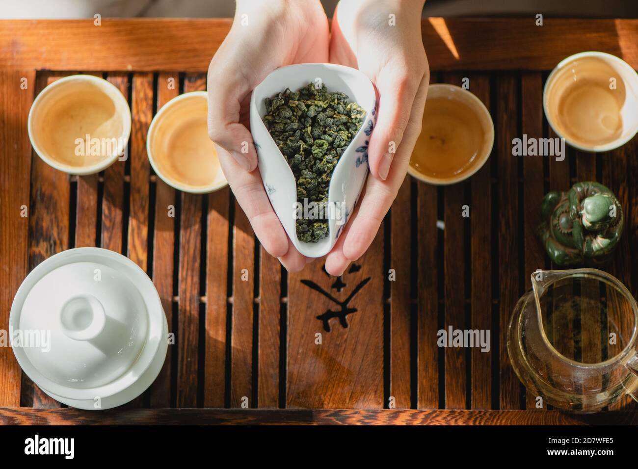 Top view of a cup with leaves of dry green tea in female hands Stock ...