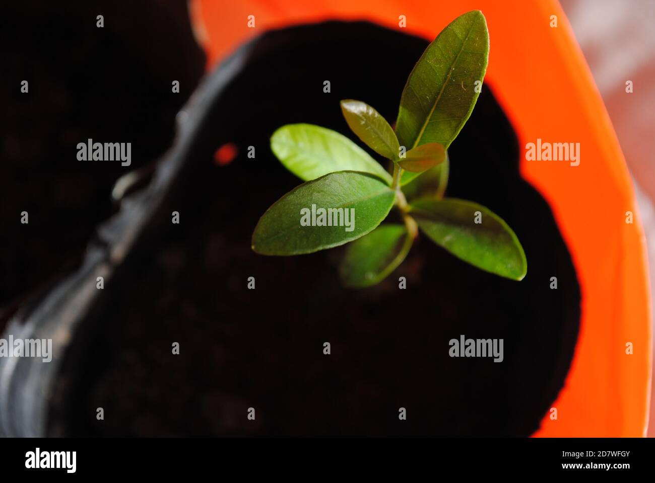Small sprout of a plant Stock Photo - Alamy