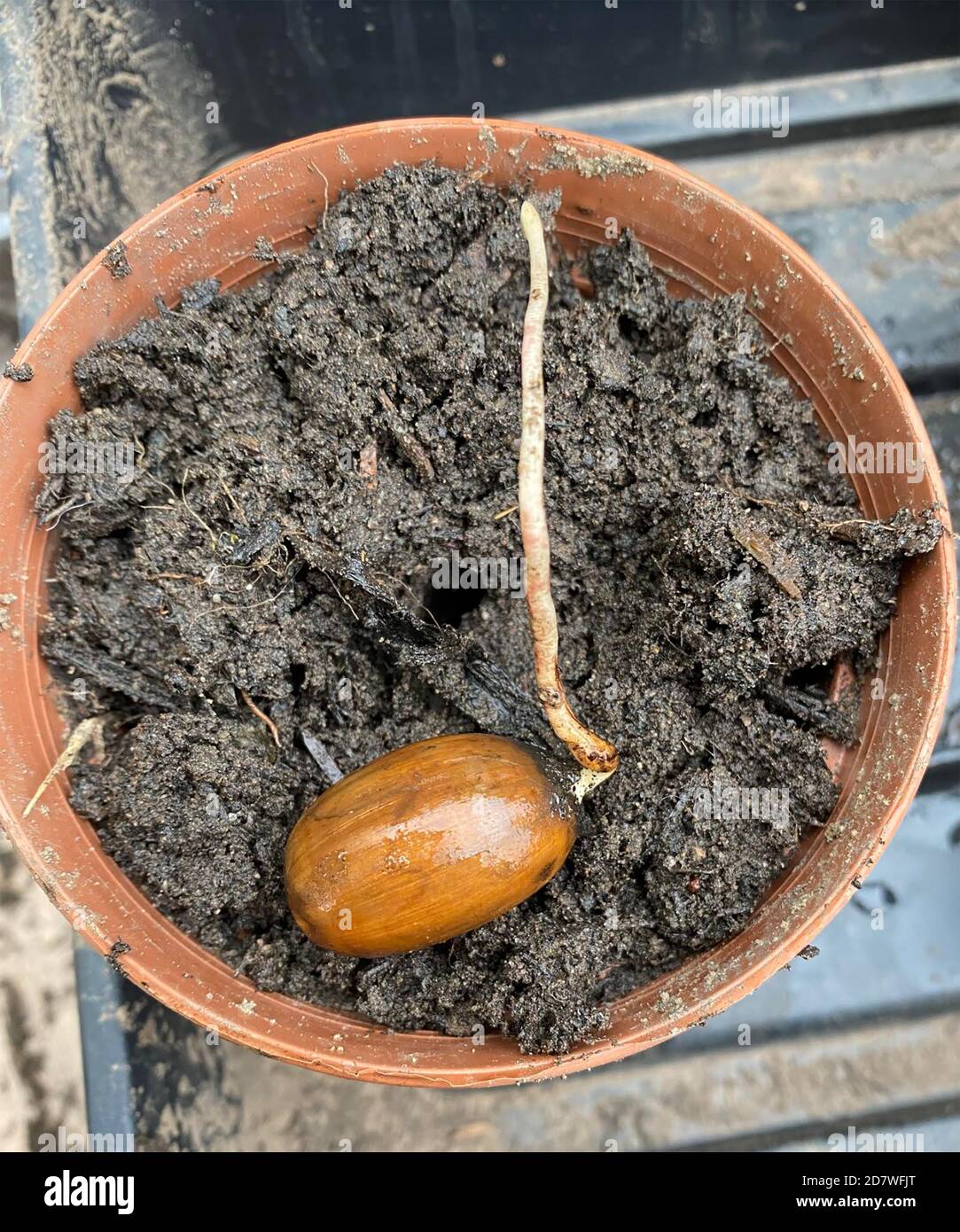 Rooting tree hi-res stock photography and images - Alamy