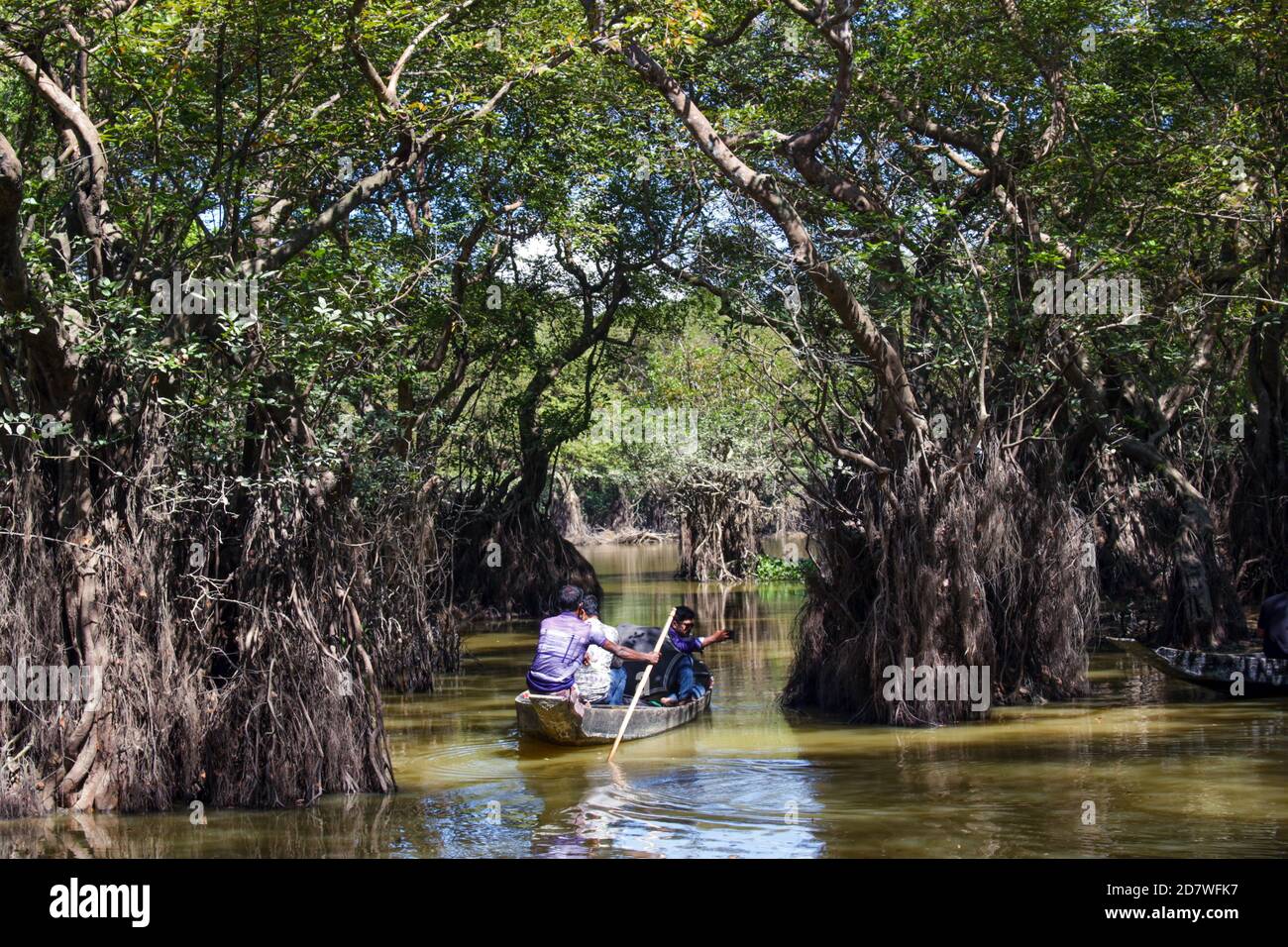 Freshwater swamp forest hi-res stock photography and images - Alamy