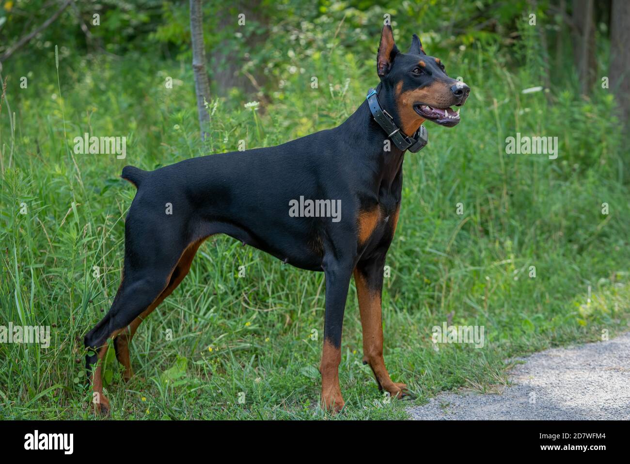 Doberman guarding hi-res stock photography and images - Alamy