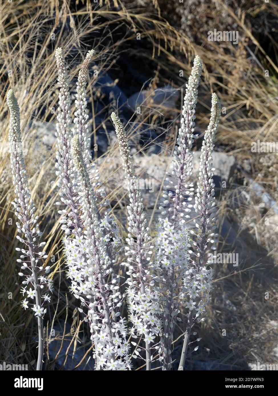 SEA SQUILL Drimia maritima on Rhodes. Photo: Tony Gale Stock Photo - Alamy