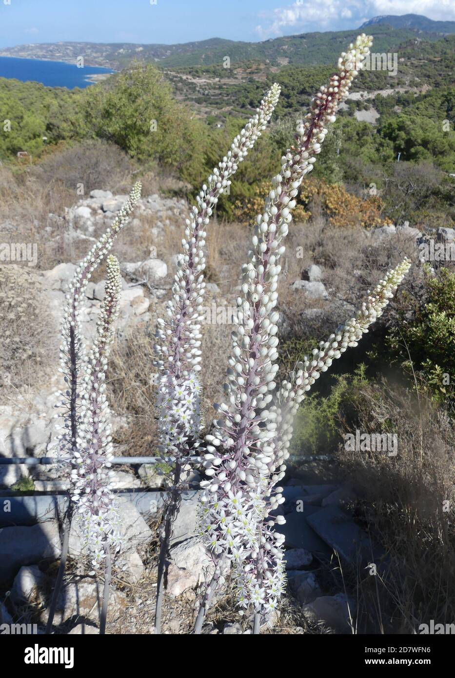 SEA SQUILL Drimia maritima on Rhodes. Photo: Tony Gale Stock Photo - Alamy