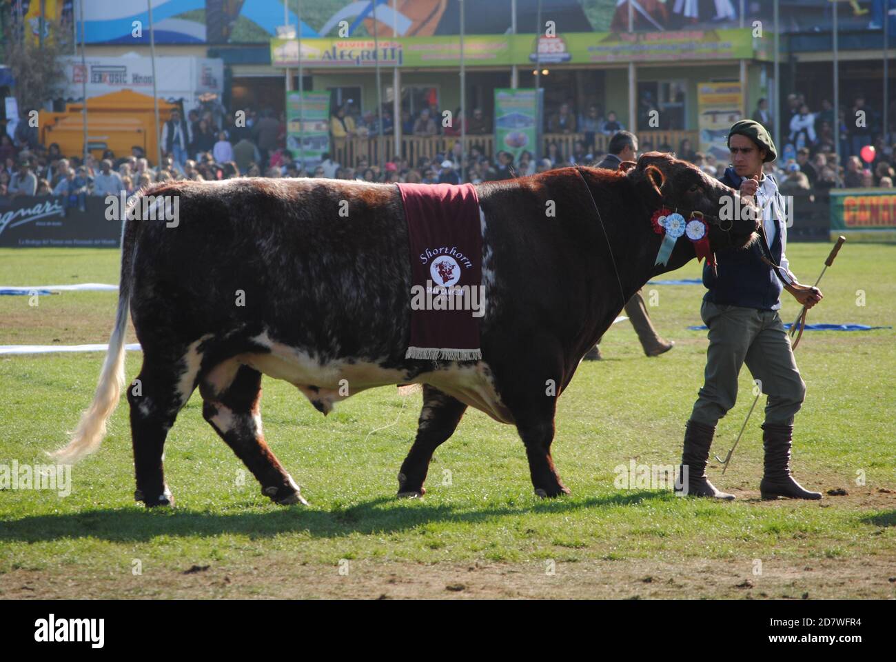 Animal bovino hi-res stock photography and images - Alamy