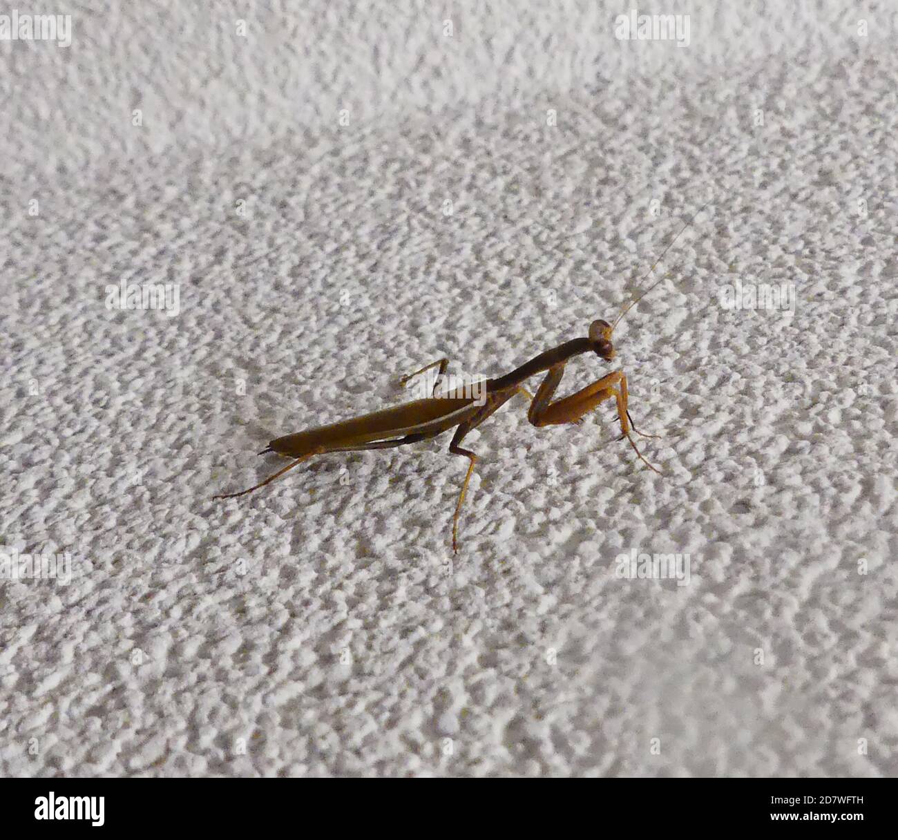 MEDITERRANEAN MANTIS Iris oratoria on Rhodes. Photo: Tony Gale Stock ...