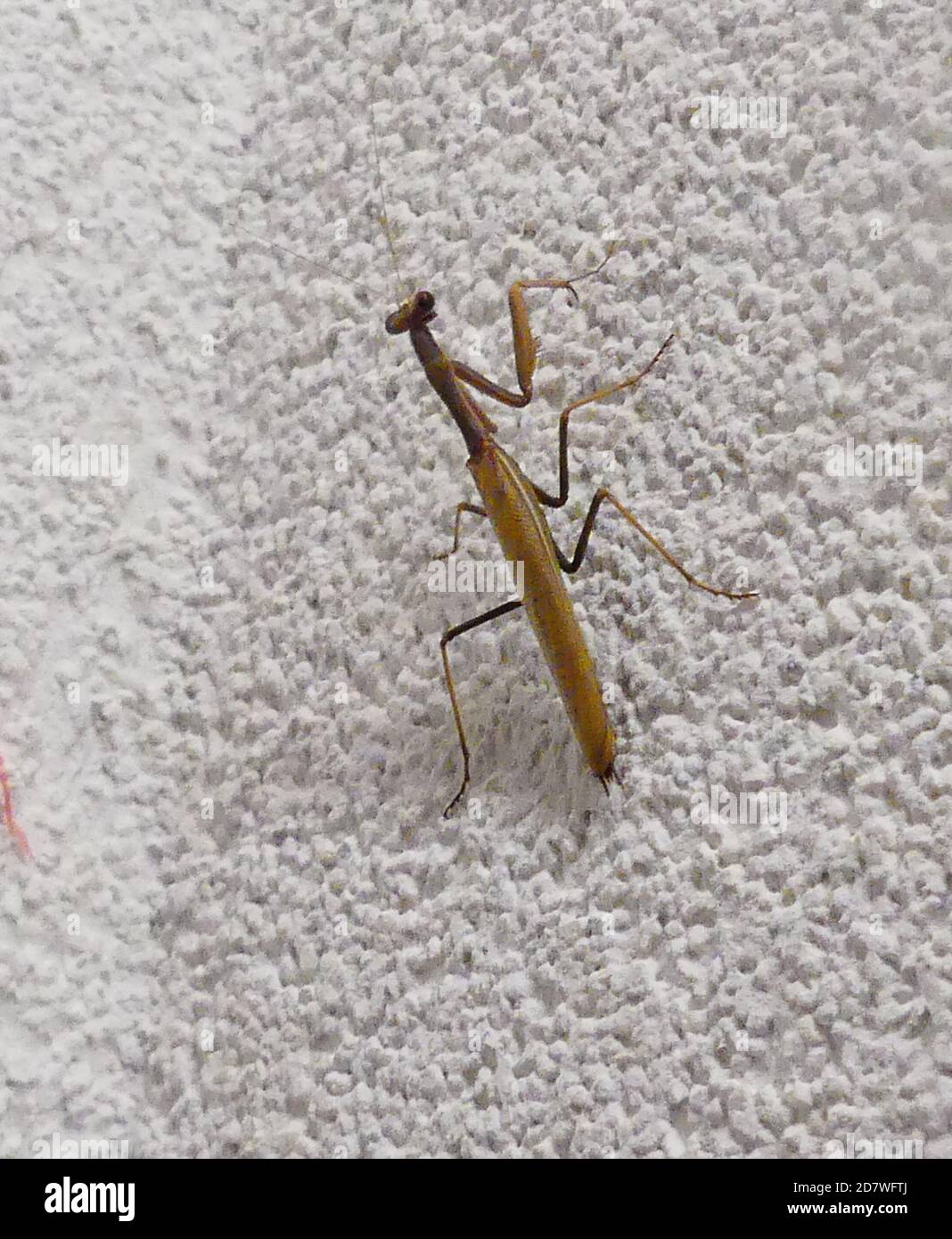 MEDITERRANEAN MANTIS Iris oratoria on Rhodes. Photo: Tony Gale Stock ...