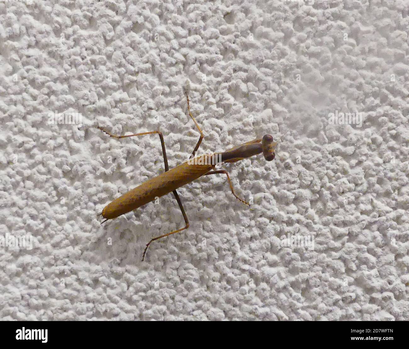 MEDITERRANEAN MANTIS Iris oratoria on Rhodes. Photo: Tony Gale Stock ...