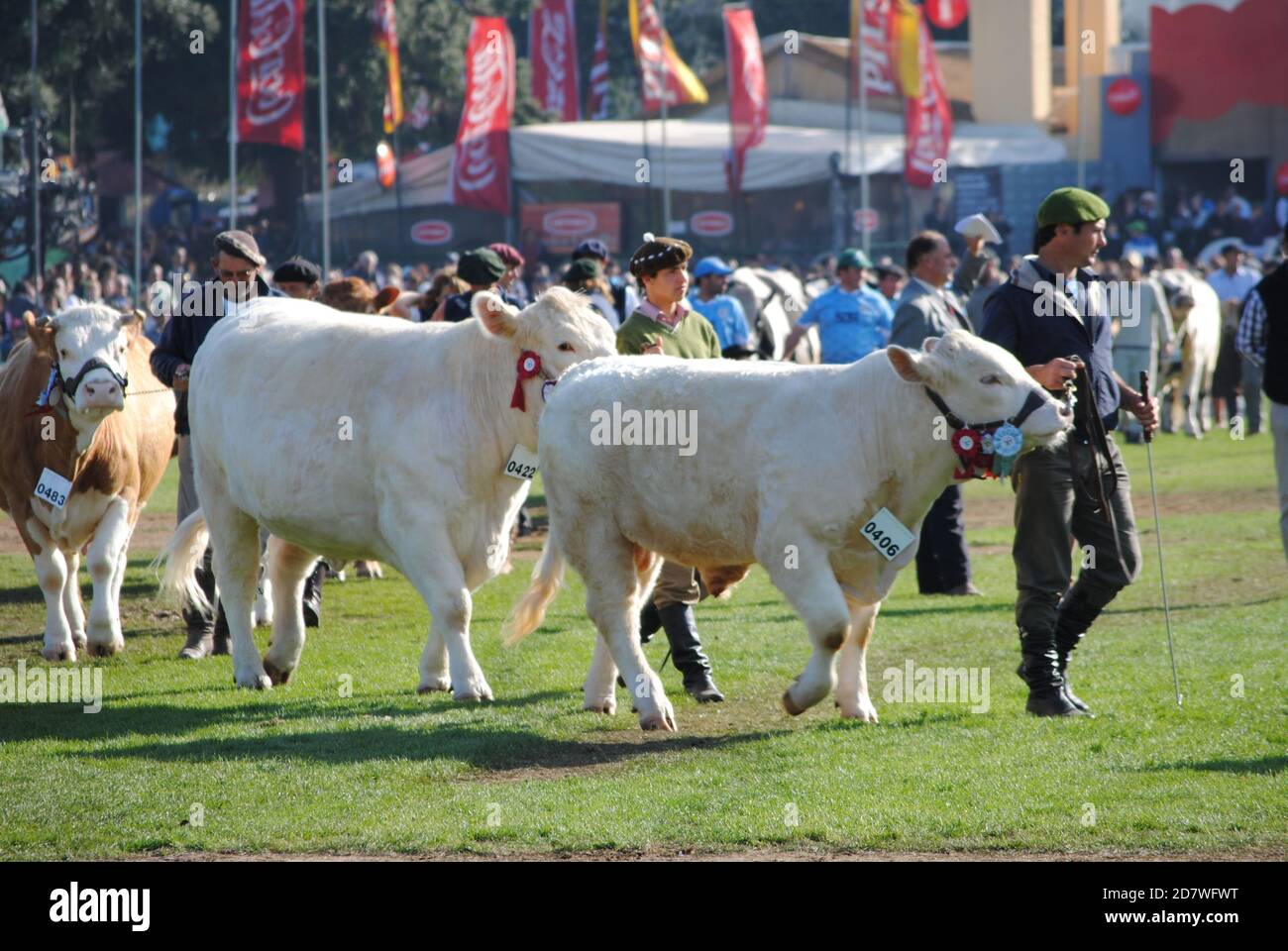 Animal bovino hi-res stock photography and images - Alamy