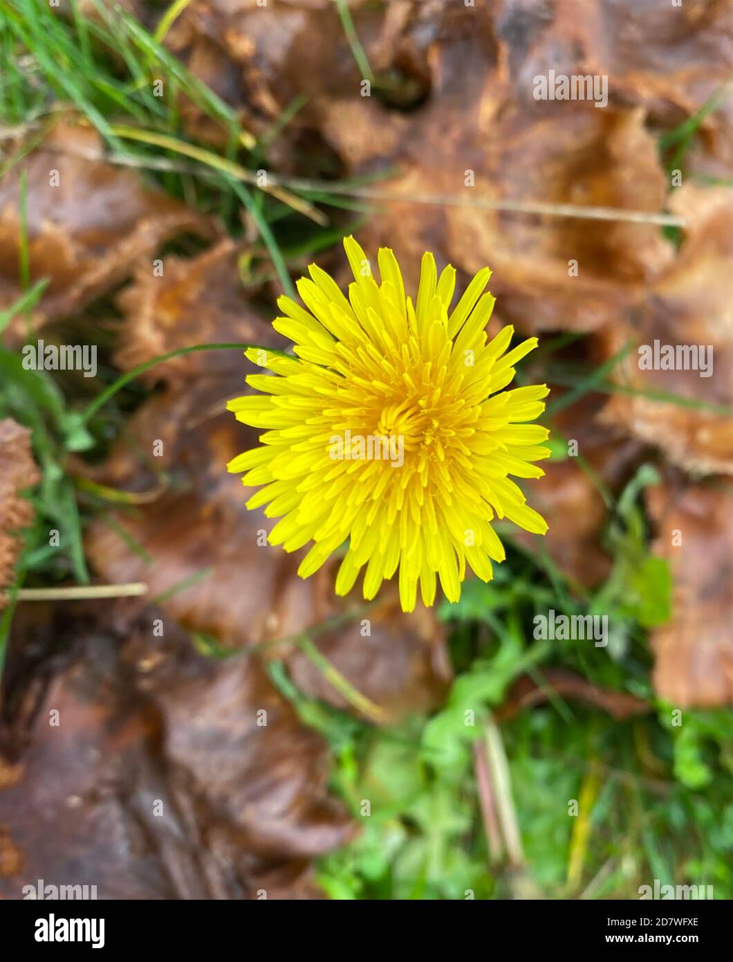 PERENNIAL SOW THISTLE Sonchus arvensis aka field sowthistle. Photo ...