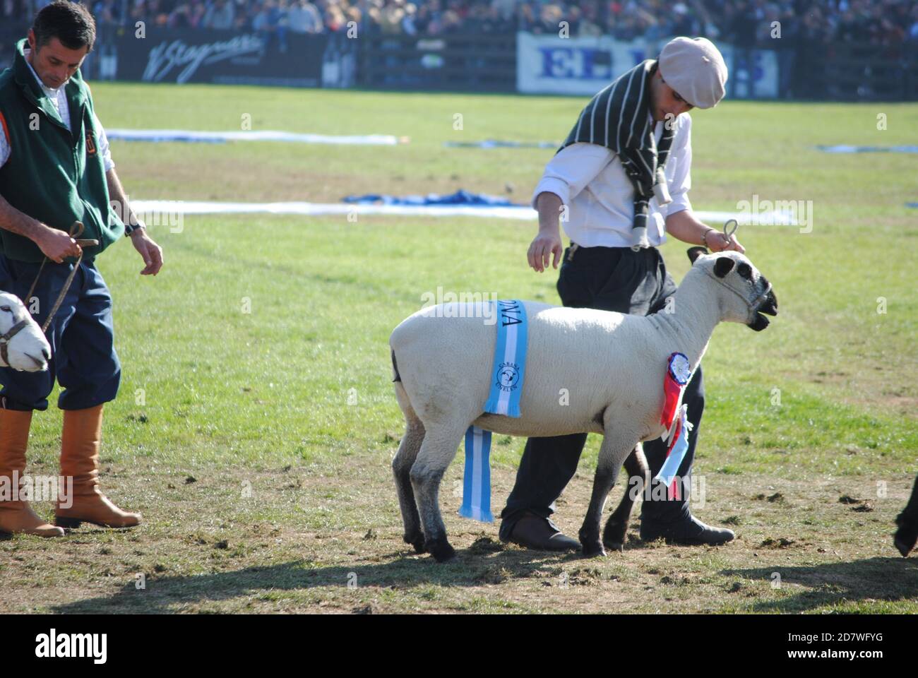 Award winning sheep hi-res stock photography and images - Alamy