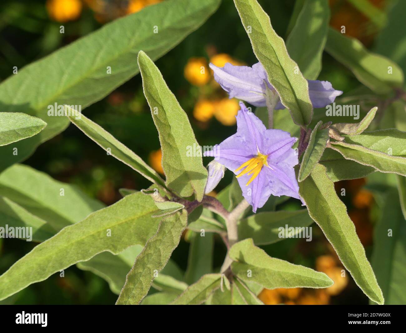 SILVERLEAF NIGHTSHADE Solanum elaeagnifolium on Rhodes. Photo: Tony ...