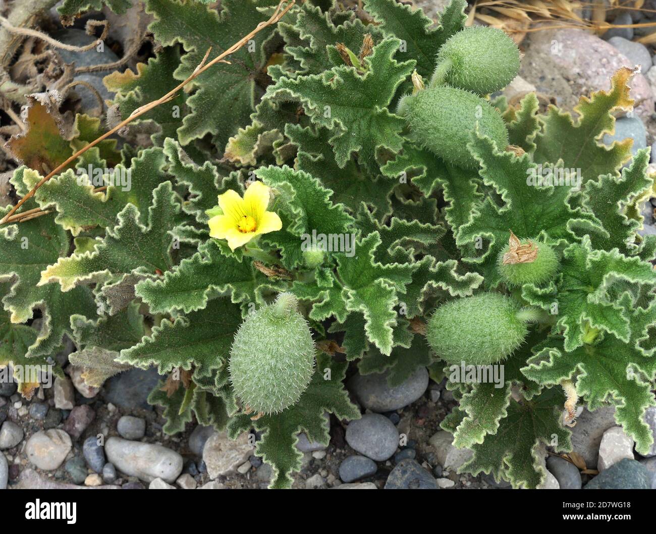 Squirting cucumber exploding hi-res stock photography and images - Alamy