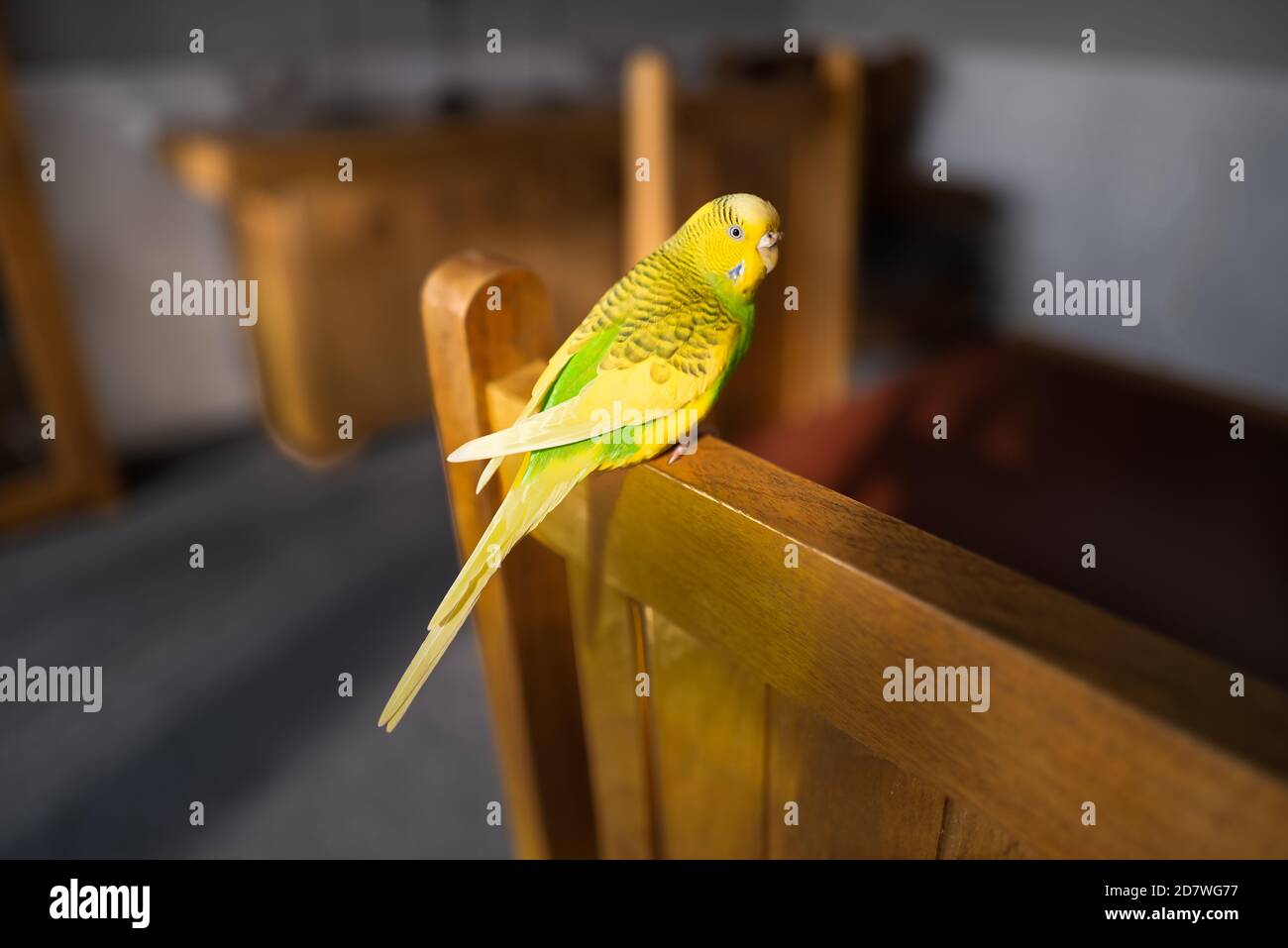 A budgerigar parakeet sitting on the back of a wooden dining room chair ...