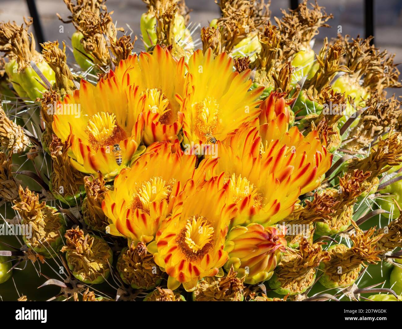 Woody succulent hi-res stock photography and images - Alamy