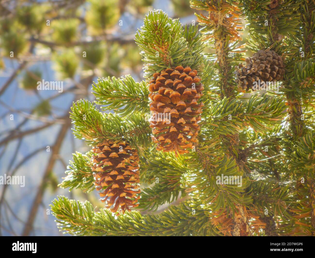 Pine cone hanging on the tree hi-res stock photography and images - Alamy