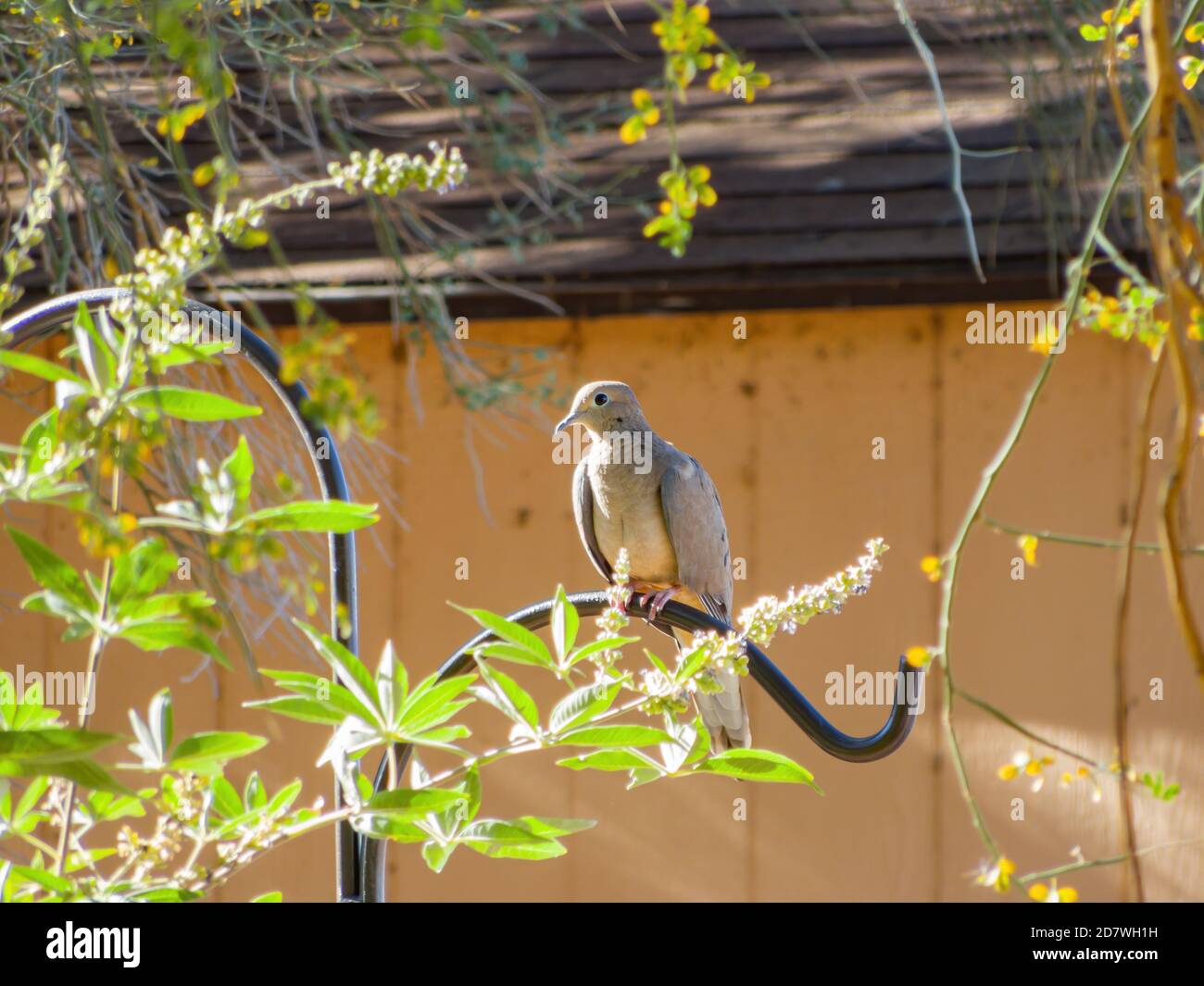 Cute dove hi-res stock photography and images - Alamy