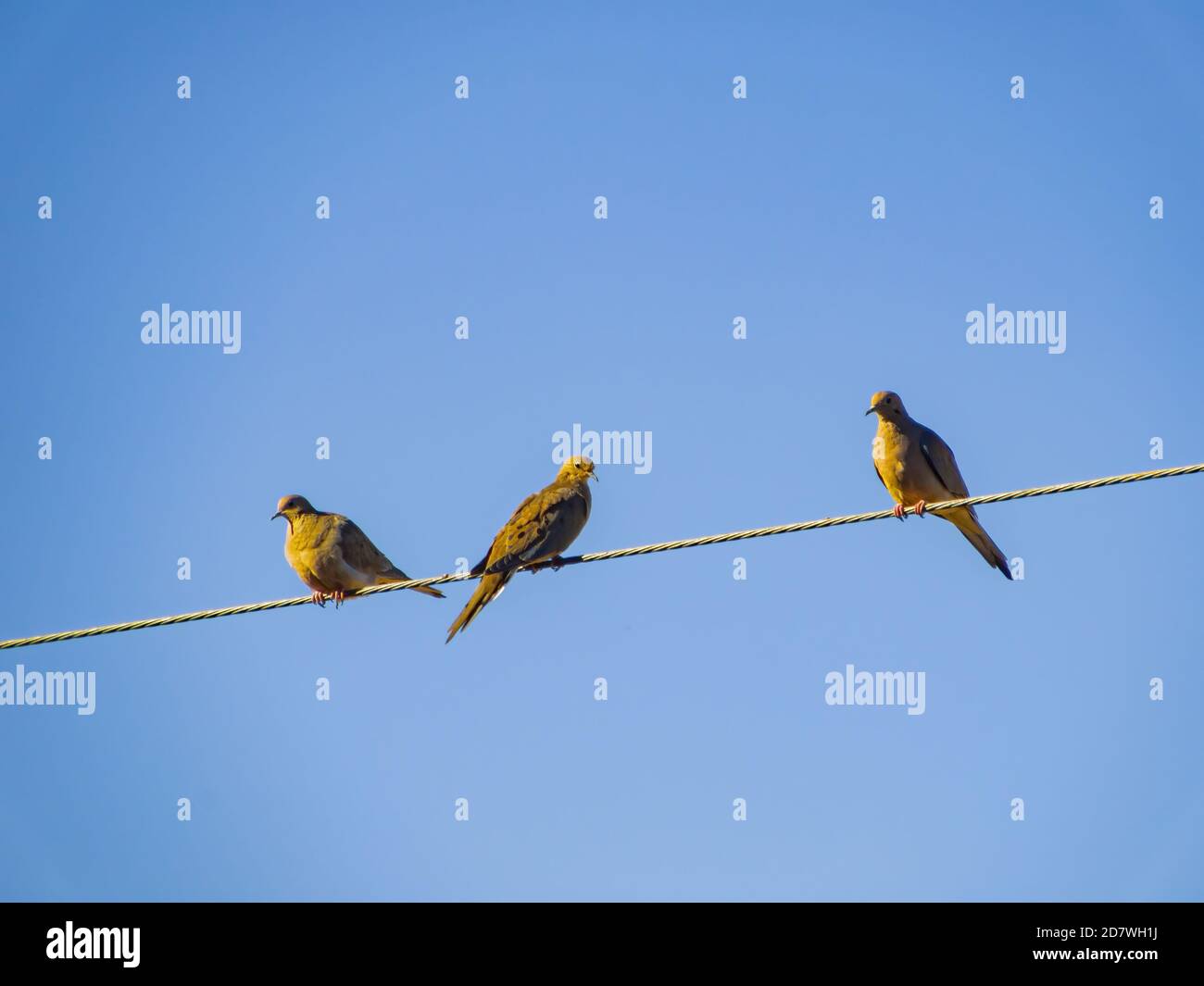 Cute Dove High Resolution Stock Photography and Images - Alamy