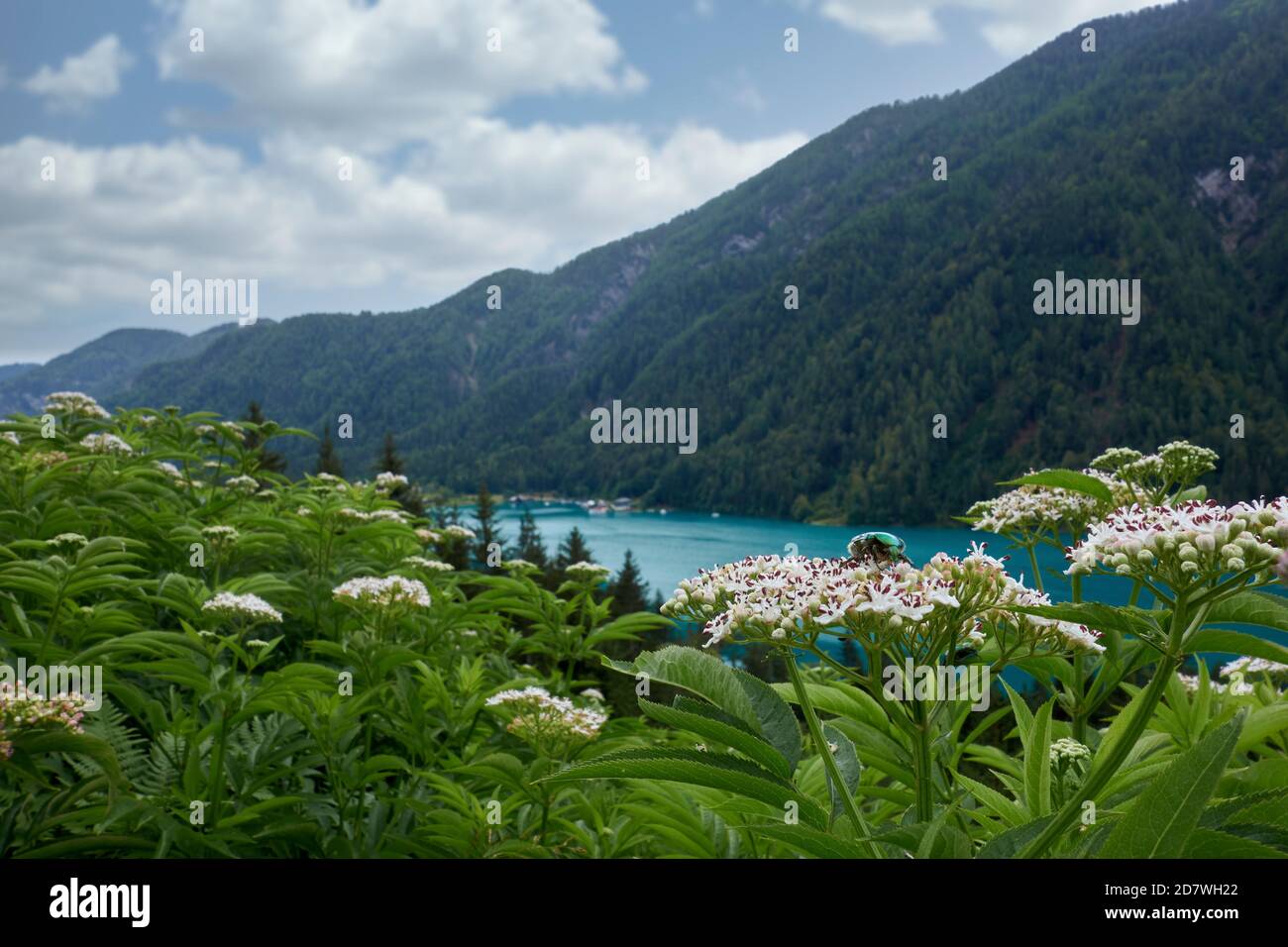 Plants with insects lake Weissensee Austria Stock Photo - Alamy
