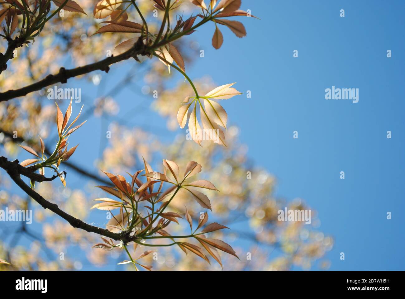 Dried yellow leaves in autumn Stock Photo - Alamy