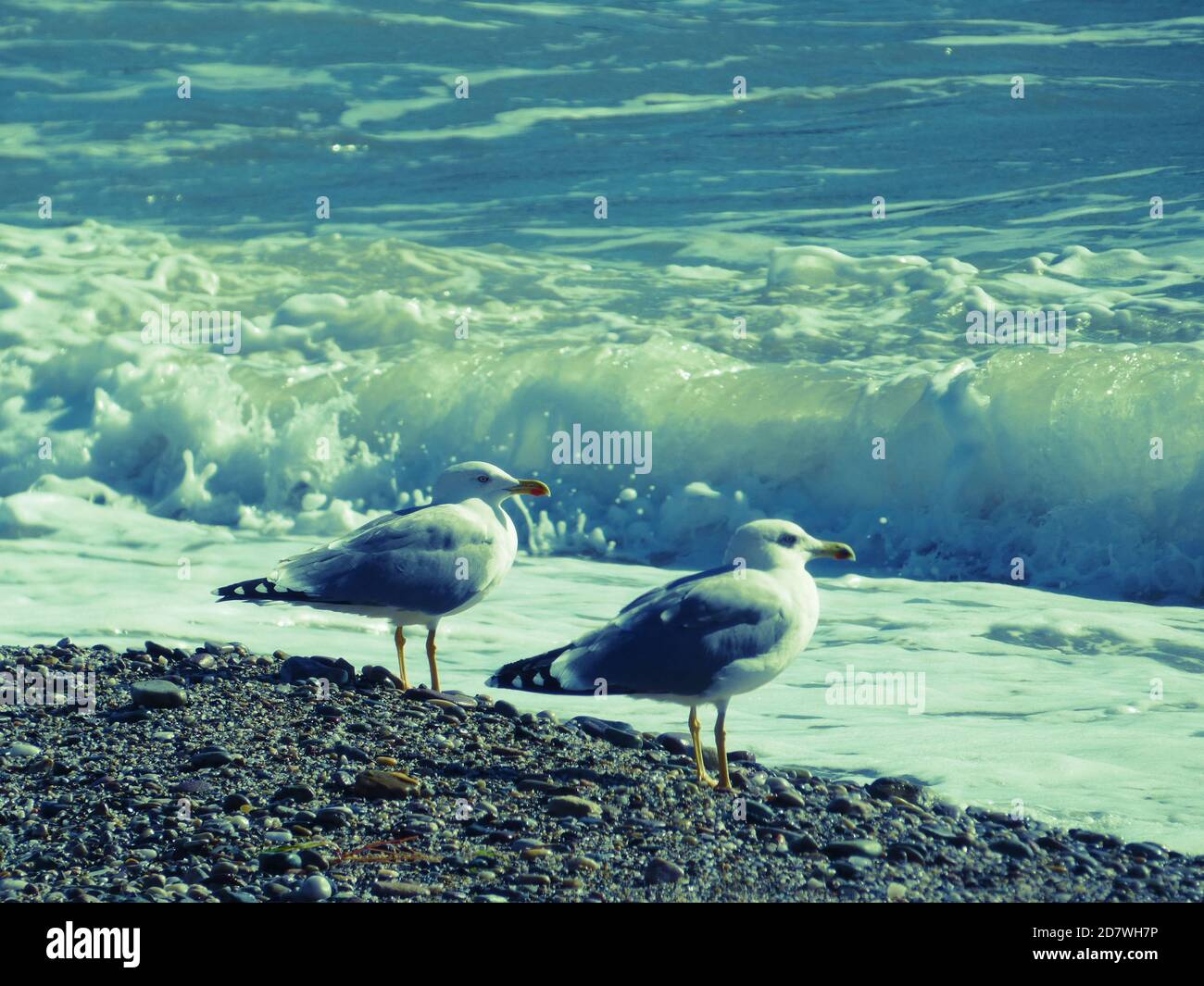 Seagals birds hi-res stock photography and images - Alamy