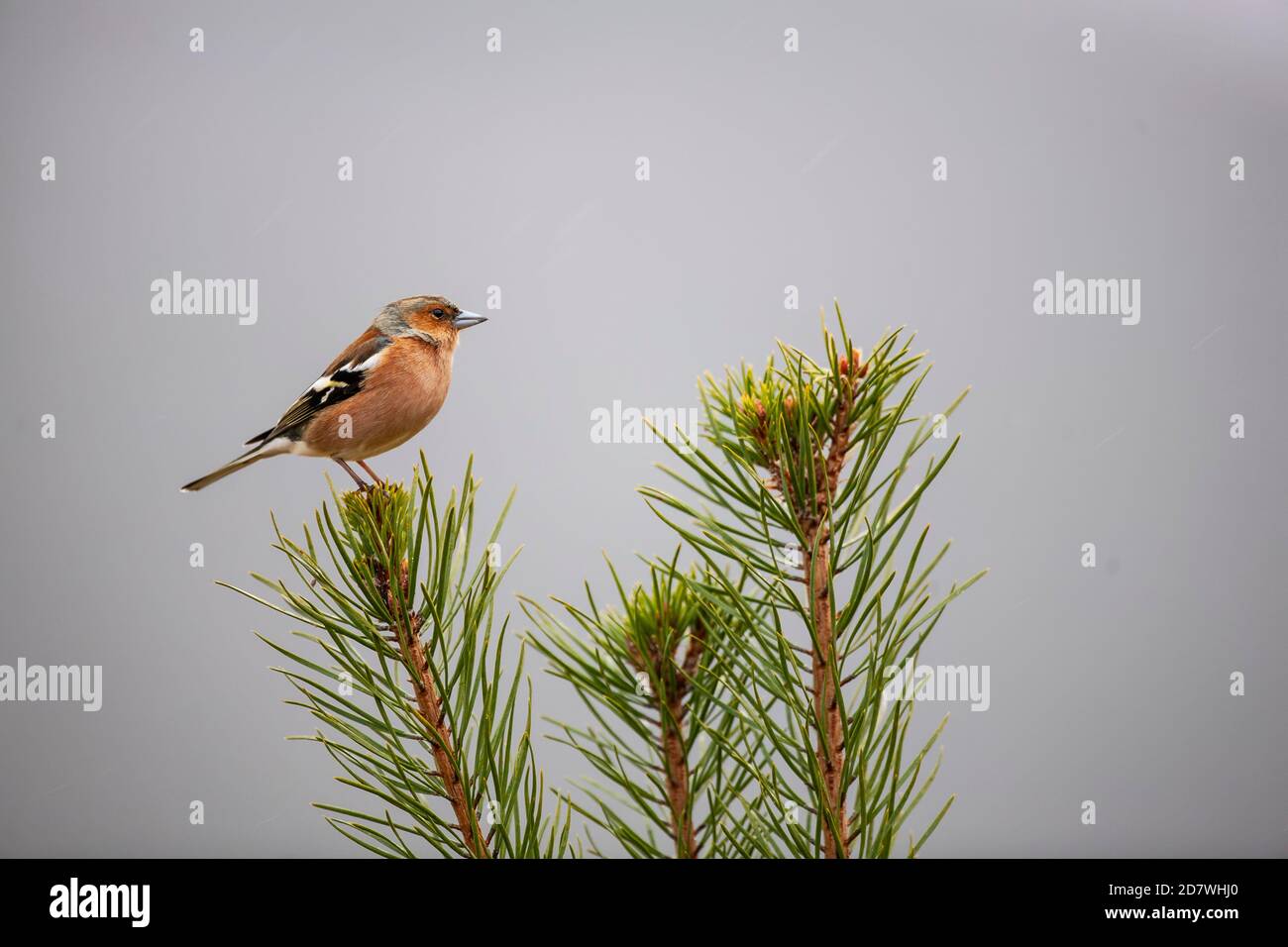 Widespread small passerine bird i hi-res stock photography and images ...