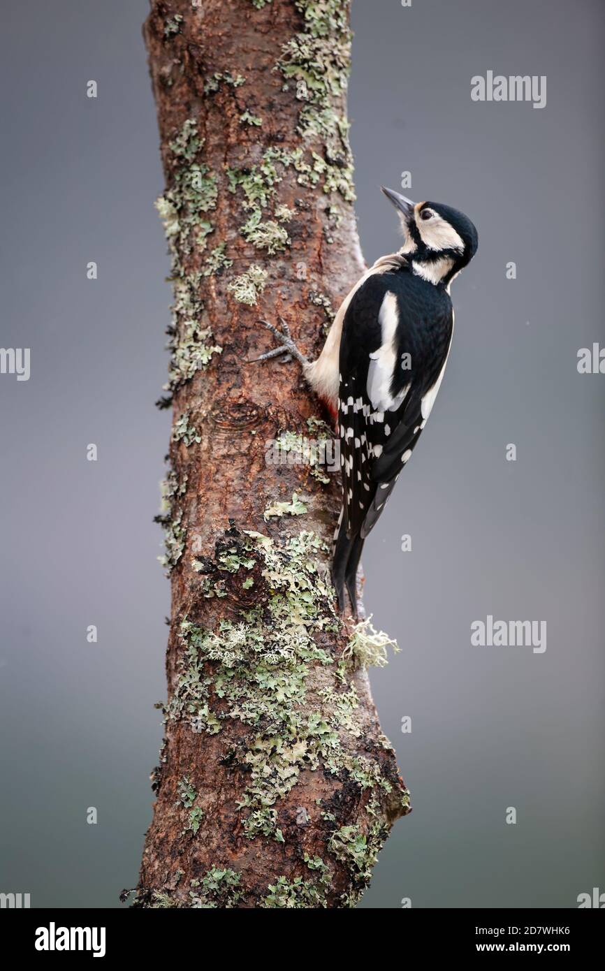 Female Great Spotted Woodpecker On A Silver Birch High Resolution Stock ...