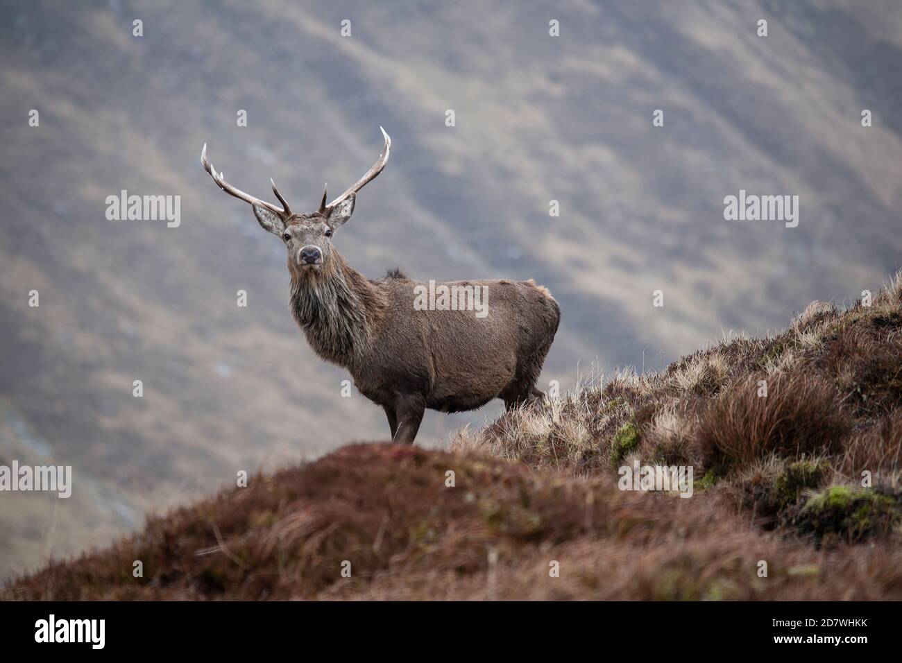 Scottish deer have no natural predators hi-res stock photography and ...