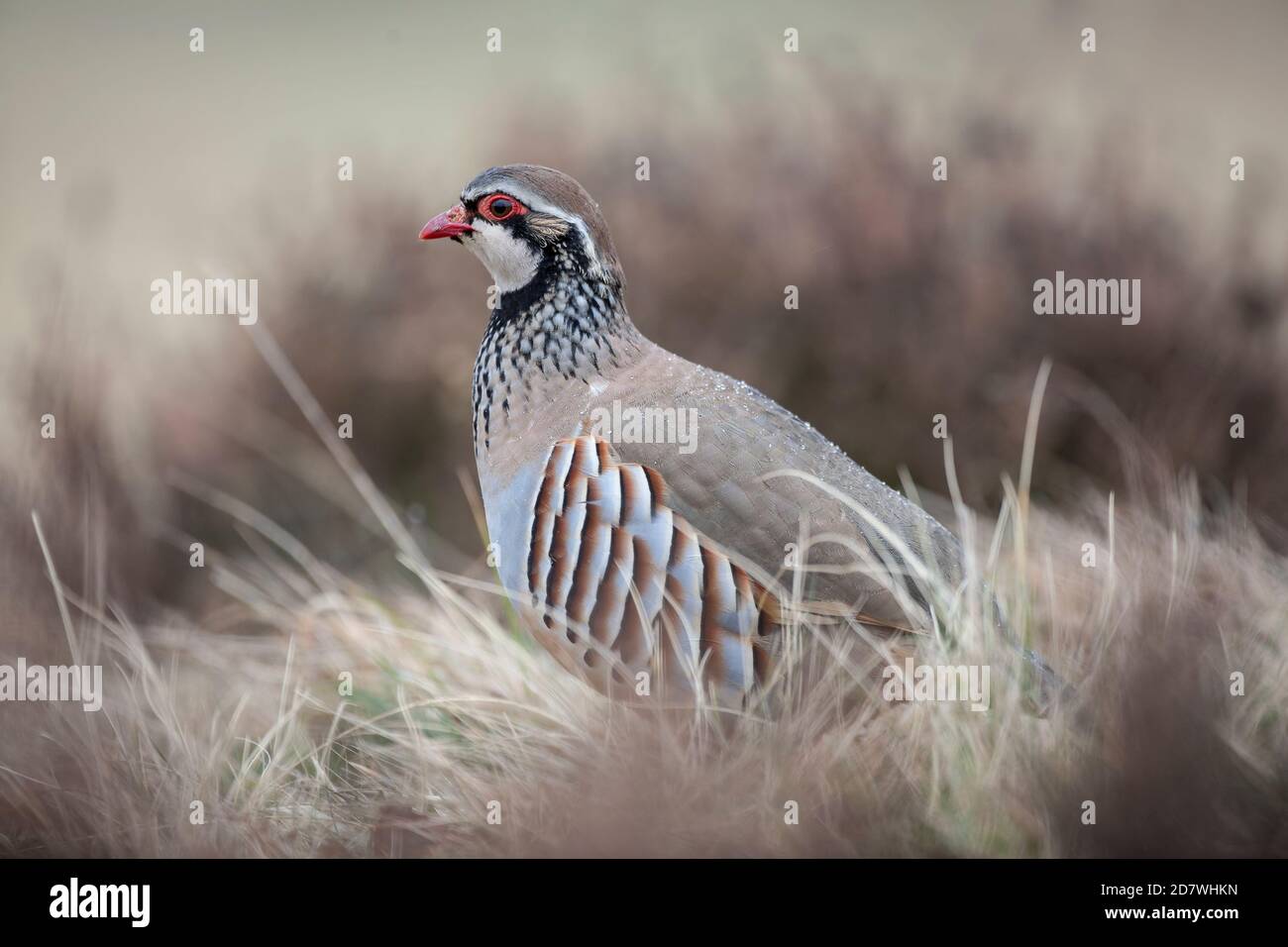 Close up profile of a Red Legged partridge Alectoris rufa in rainy ...