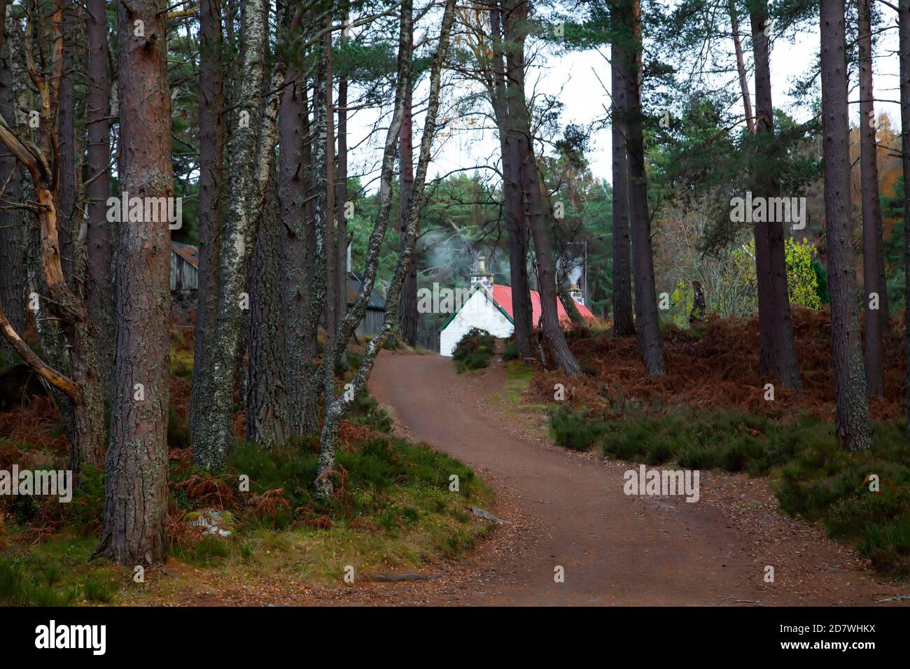 Forest path leading to a whitewashed house with red roof and smoking ...