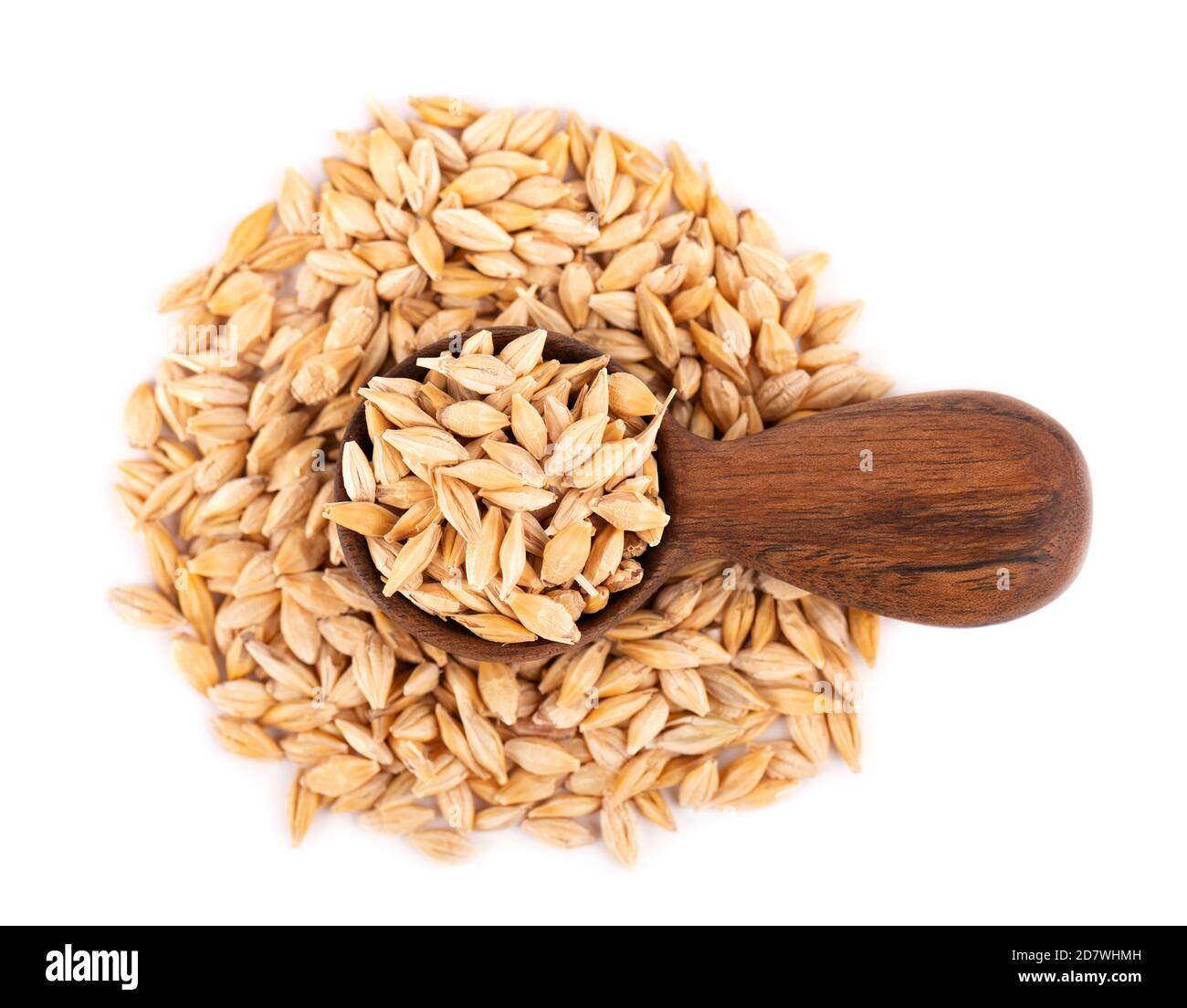 Malted Barley Grain